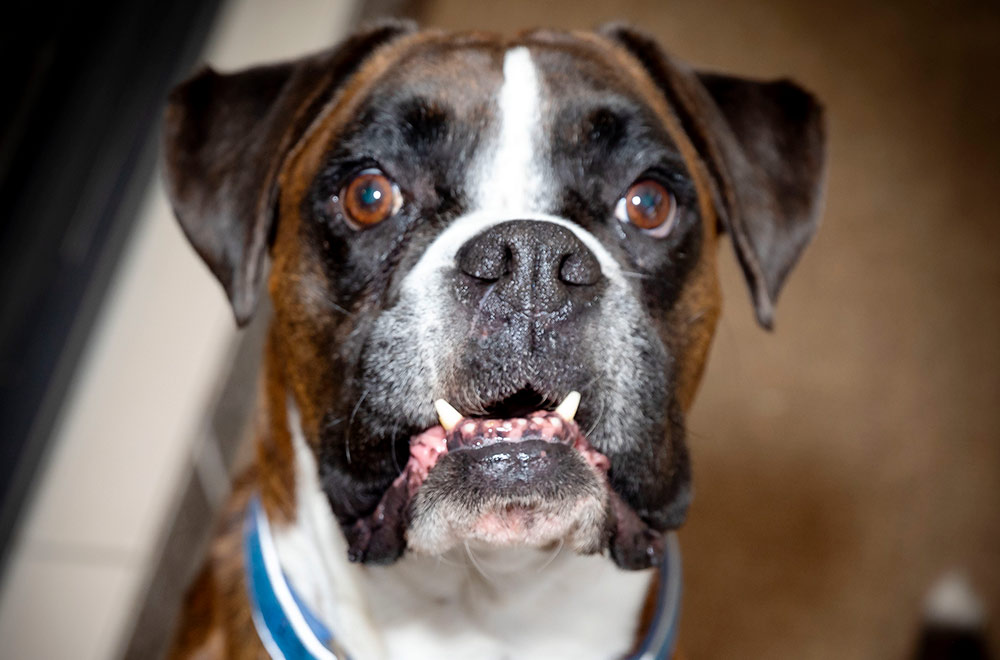 Moving Your Pet From Australia To UK Overseas Packers Shippers moving-your-pet-from-australia-to-uk-overseas-packers-shippers
